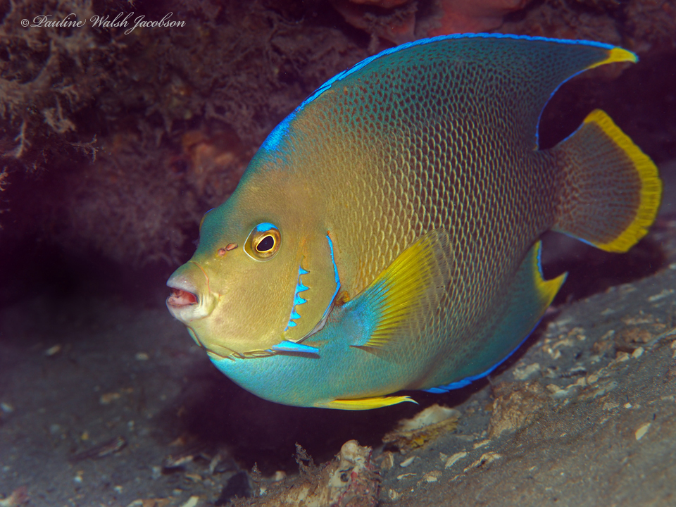 Blue Angelfish (Saltwater Fish of Mississippi) · iNaturalist