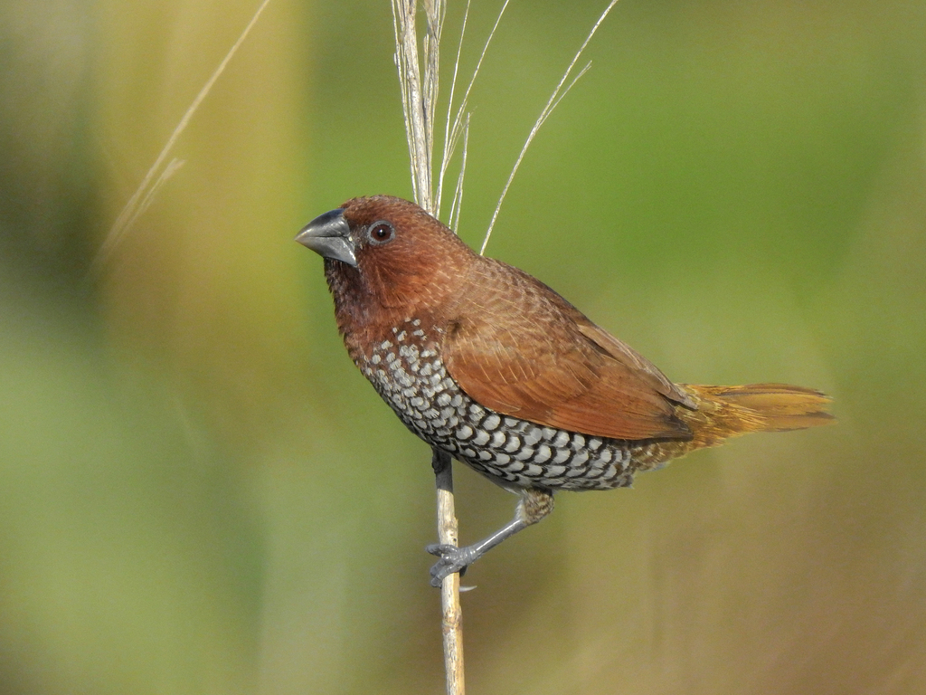 Scaly-breasted Munia (Birds of Babukhan Solitare) · iNaturalist