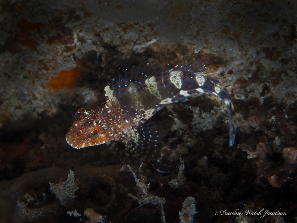 Barred blenny (Hypleurochilus bermudensis) - Marine Life Identification