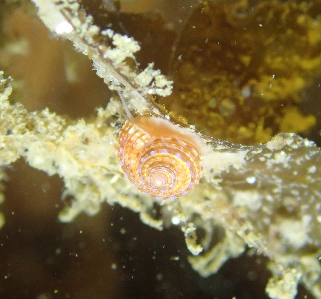 Jeweled Top Snail from San Diego County, CA, USA on October 03, 2021 at ...