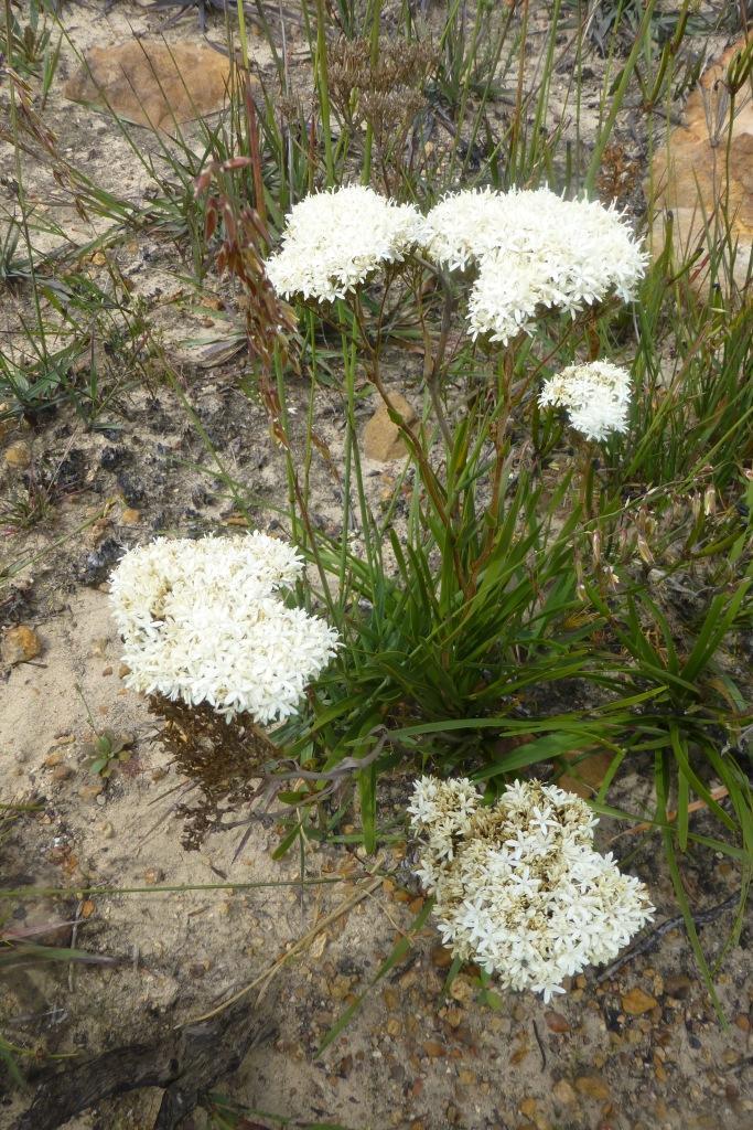 Corymbium cymosum (Plants of the Tygerberg Nature Reserve) · iNaturalist