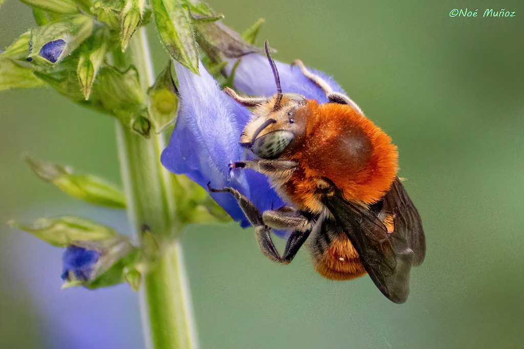Trachusa mitchelli from Jocotepec, Jal., México on September 16, 2021 ...