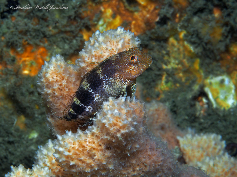Barred blenny (Hypleurochilus bermudensis) - Marine Life Identification