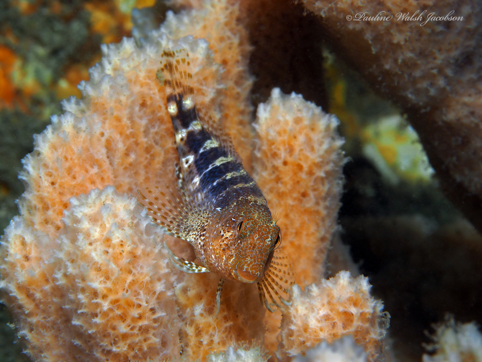 Barred blenny (Hypleurochilus bermudensis) - Marine Life Identification