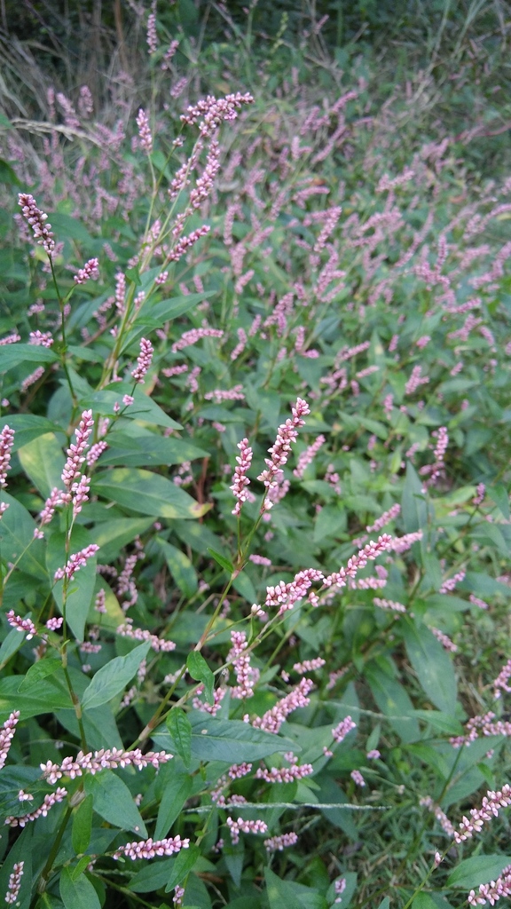 low smartweed (Persicaria longiseta) - Botanical Realm
