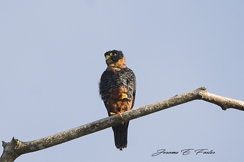 Bat Falcon from Icacos, Trinidad and Tobago on November 05, 2017 at 07: ...