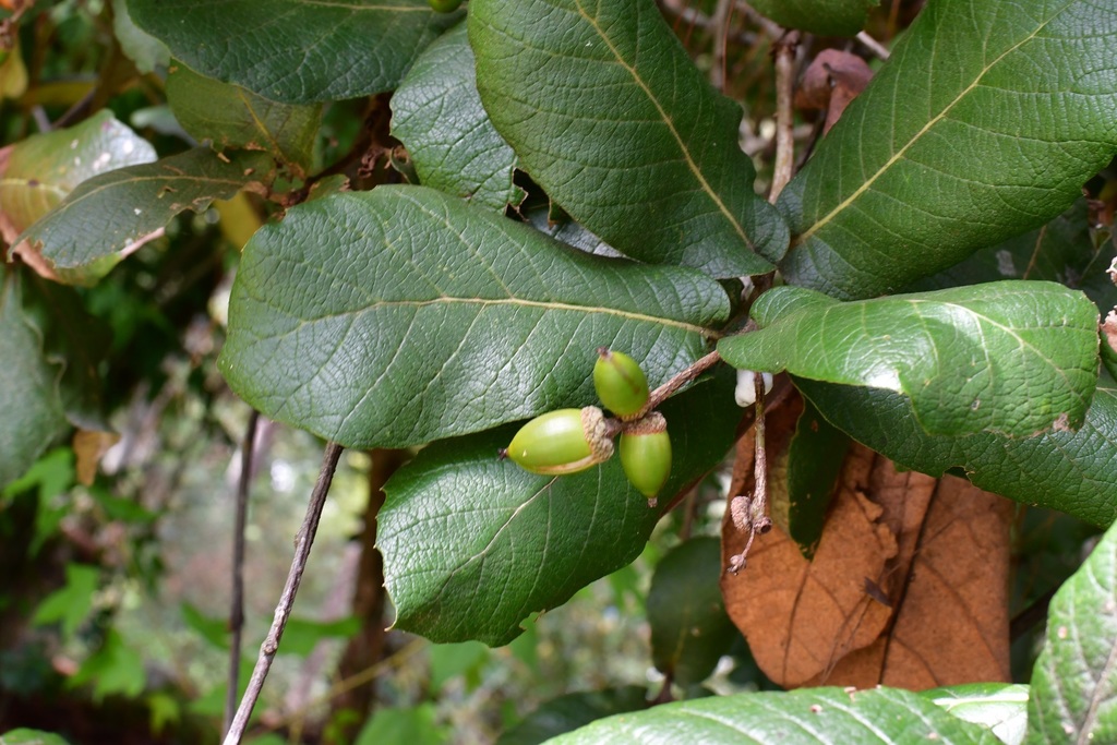 netleaf oak from Las Cañadas, 29264 San Cristóbal de las Casas, Chis ...