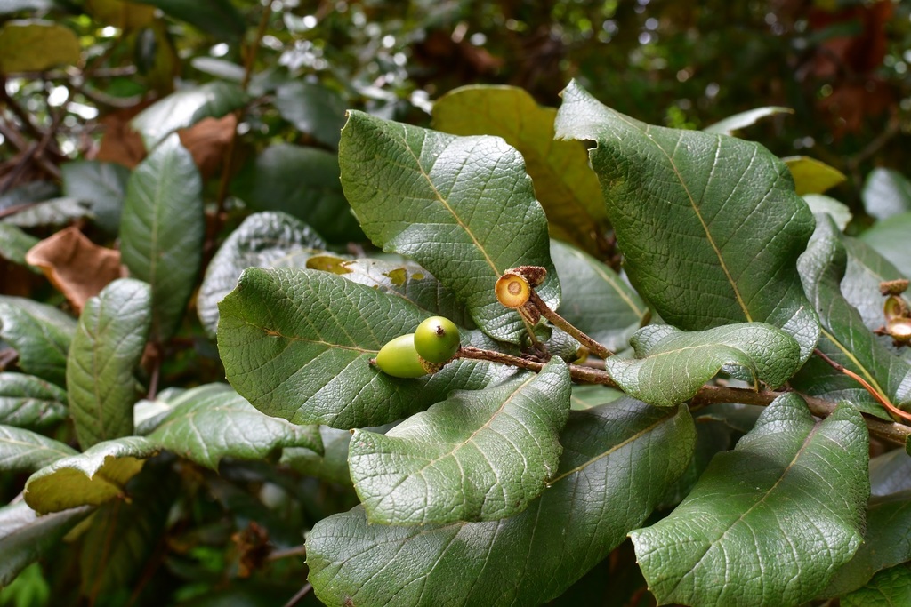 oaks (Quercus) - Botanical Realm