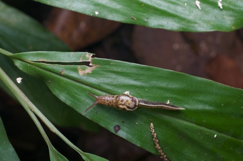 Damayantia dilecta · iNaturalist