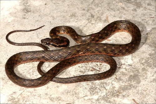 Yunnan Keelback (Hebius parallelus) · iNaturalist