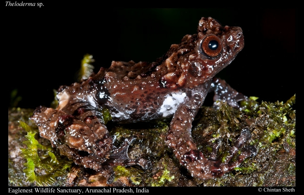 Theloderma moloch in June 2011 by chintan sheth. Male calling from ...