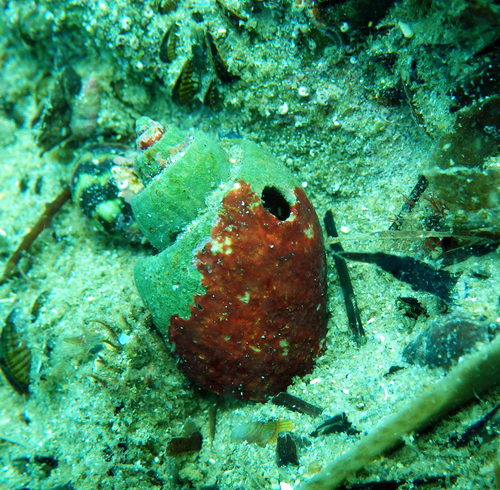 Genus Nevia · iNaturalist