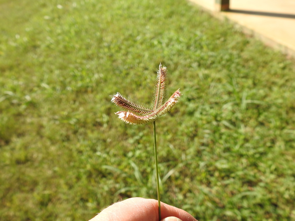 Durban Crowfoot from Bastrop County, TX, USA on October 05, 2021 at 09: ...