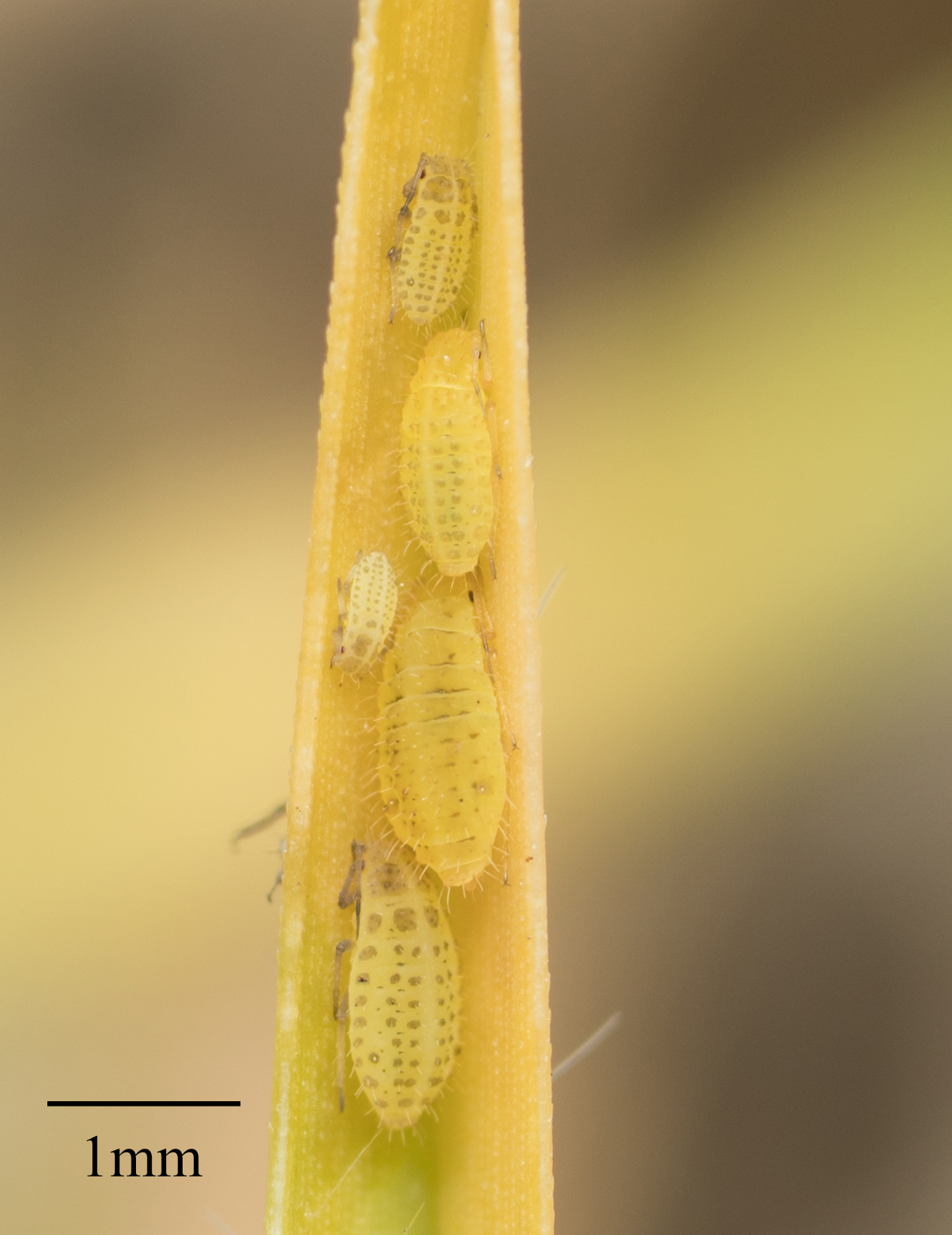 Sipha flava (Forbes, 1885)