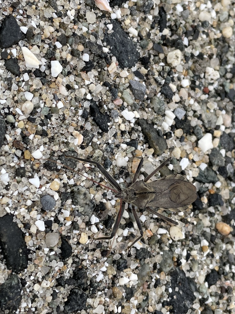 North American Wheel Bug from Thompsons Beach Rd, Heislerville, NJ, US ...