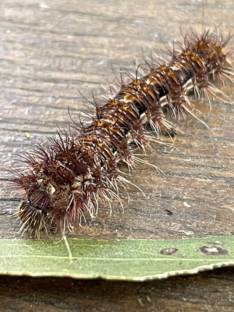 Batwing Moth from Frankston South, VIC, AU on October 06, 2021 at 08:51 ...