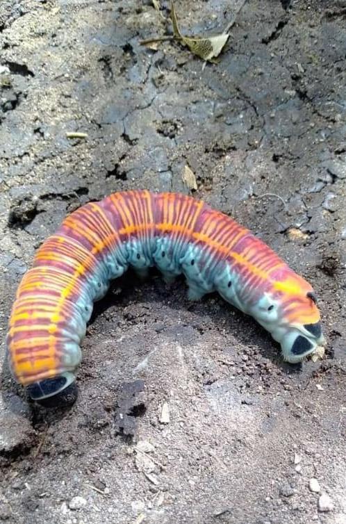 Fig Sphinx from San Juan Atenco, Pue., México on May 31, 2021 at 10:32 ...