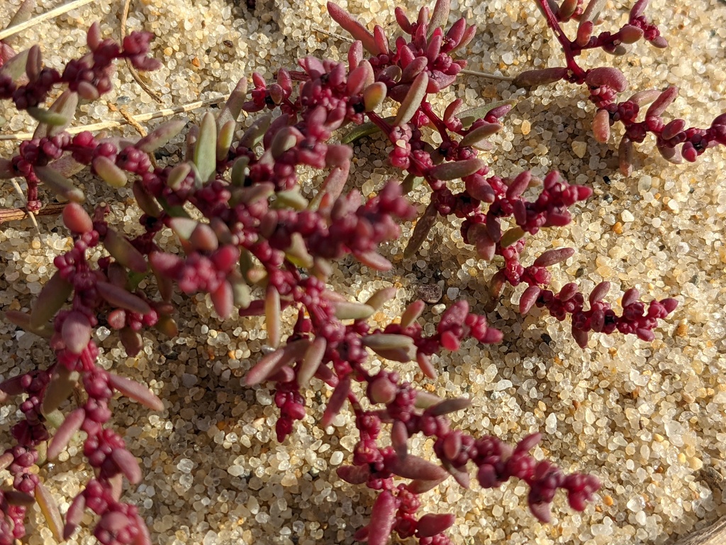 Herbaceous Seepweed (Suaeda maritima) - Botanical Realm