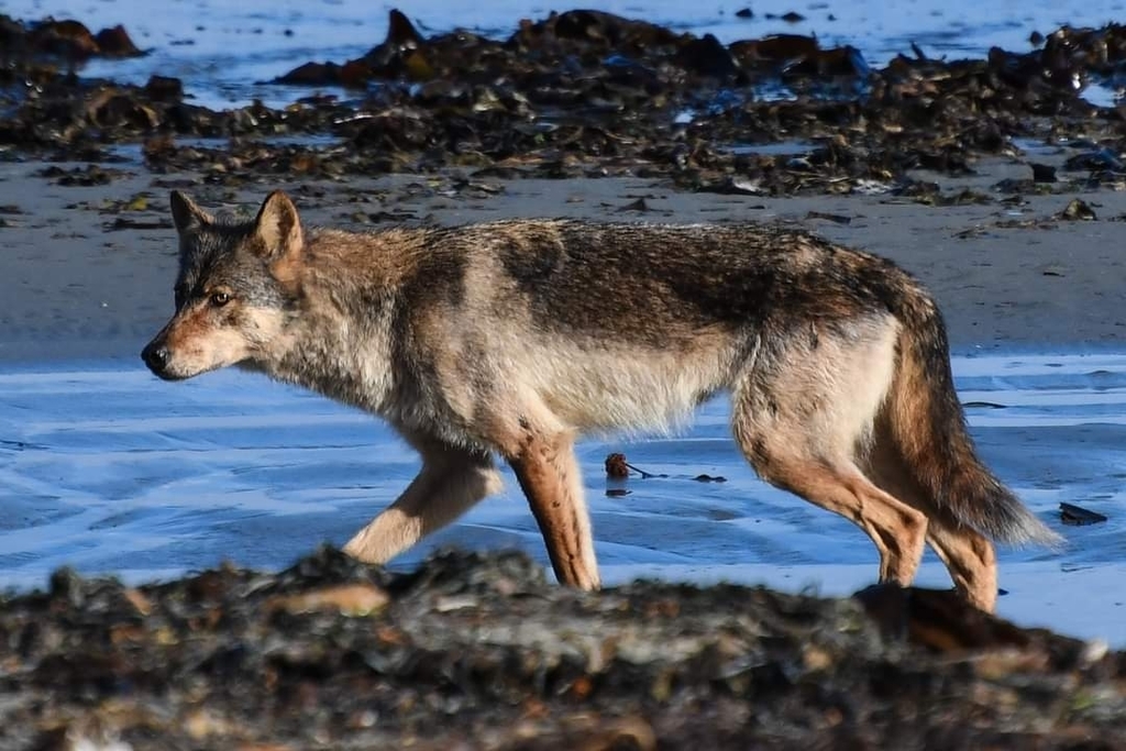 Coastal Wolf (Canis lupus crassodon) - Know Your Mammals