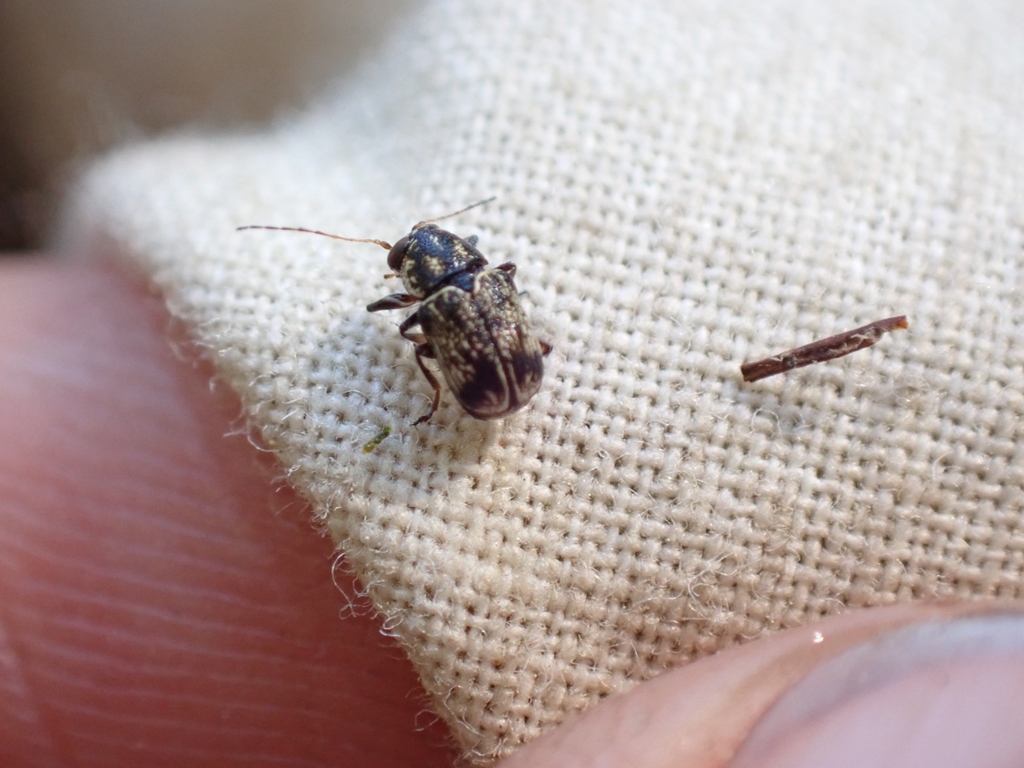 Scriptured Leaf Beetles from Nahatlatch, Fraser Valley, British ...