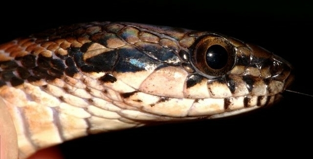 Yunnan Keelback (Hebius parallelus) - Snakes and Lizards