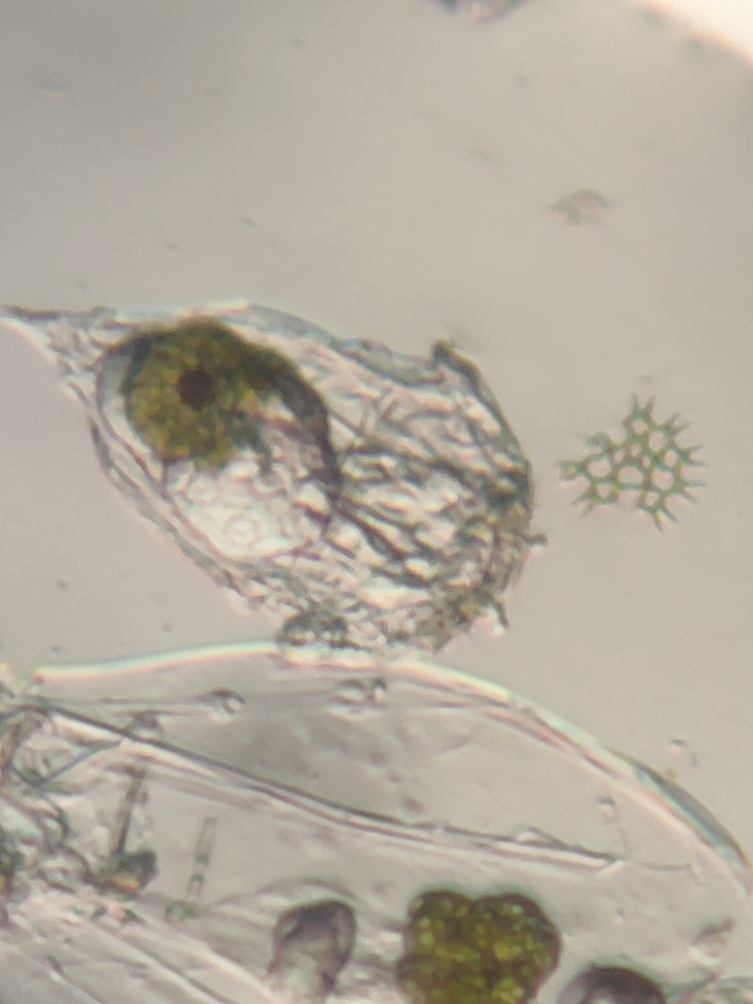 Synchaeta pectinata Ehrenberg, 1832