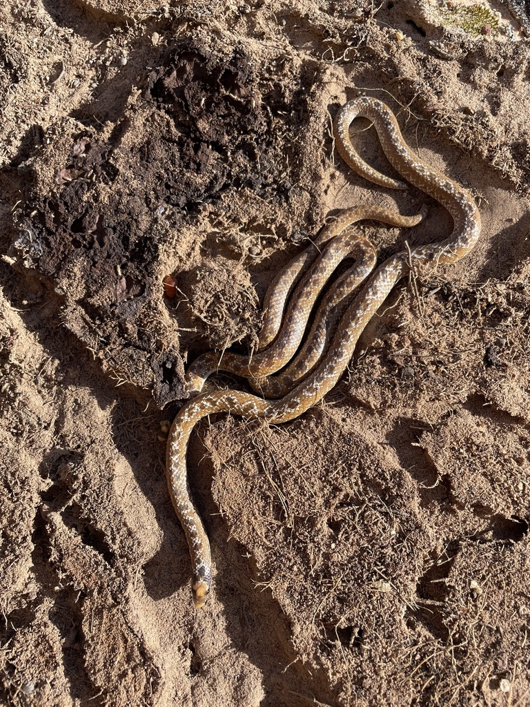 Lineolate Shovel-snout from Cape Winelands, Western Cape, South Africa ...