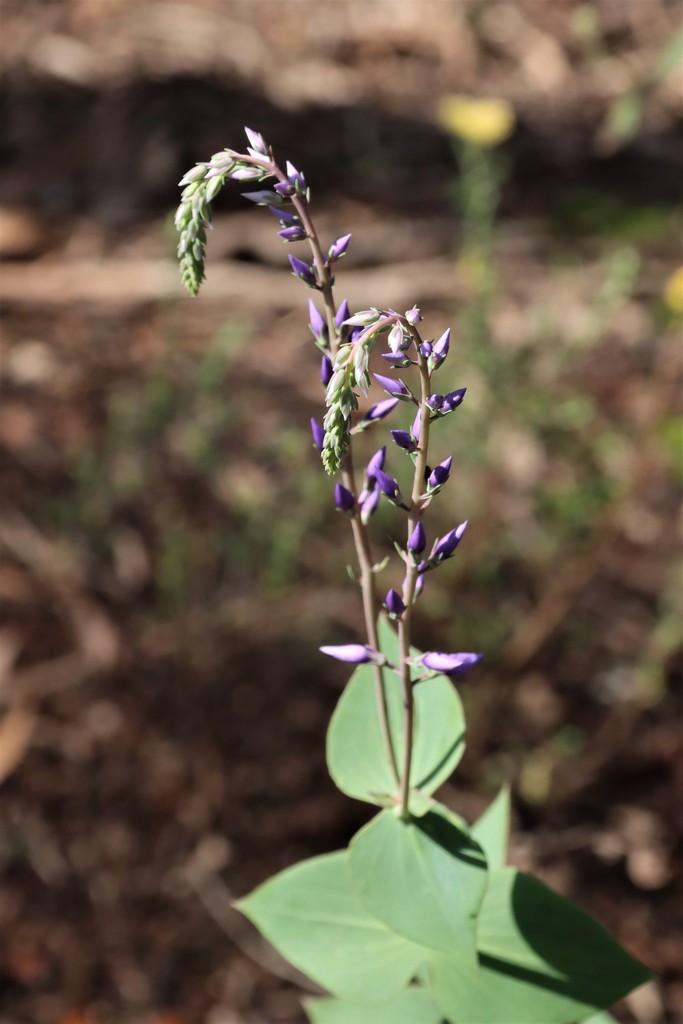 Digger's Speedwell from Melbourne VIC, Australia on October 2, 2021 at ...