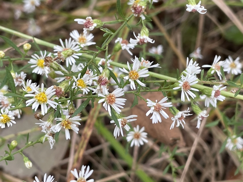 Small White Aster from Macedonia, IL, US on October 5, 2021 at 10:02 AM ...