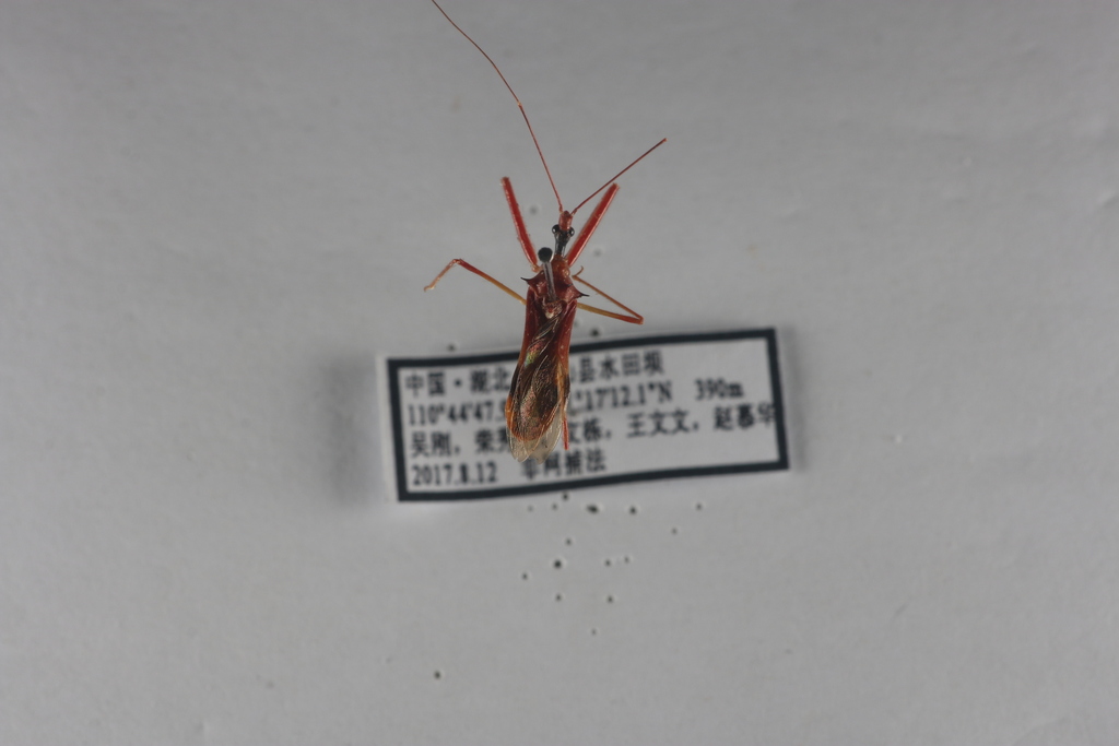 Epidaus famulus from 中国湖南省湘西土家族苗族自治州龙山县 on September 23, 2021 at 05:48 ...