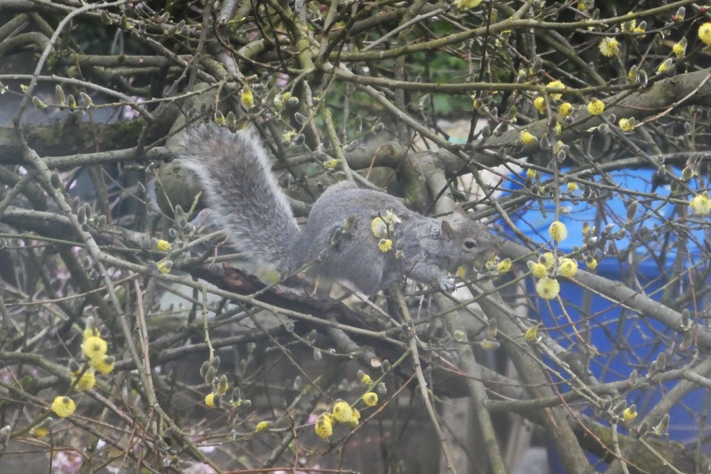 Eastern Gray Squirrel from 36 Woodlands Drive, Glasgow, Scotland, GB on ...