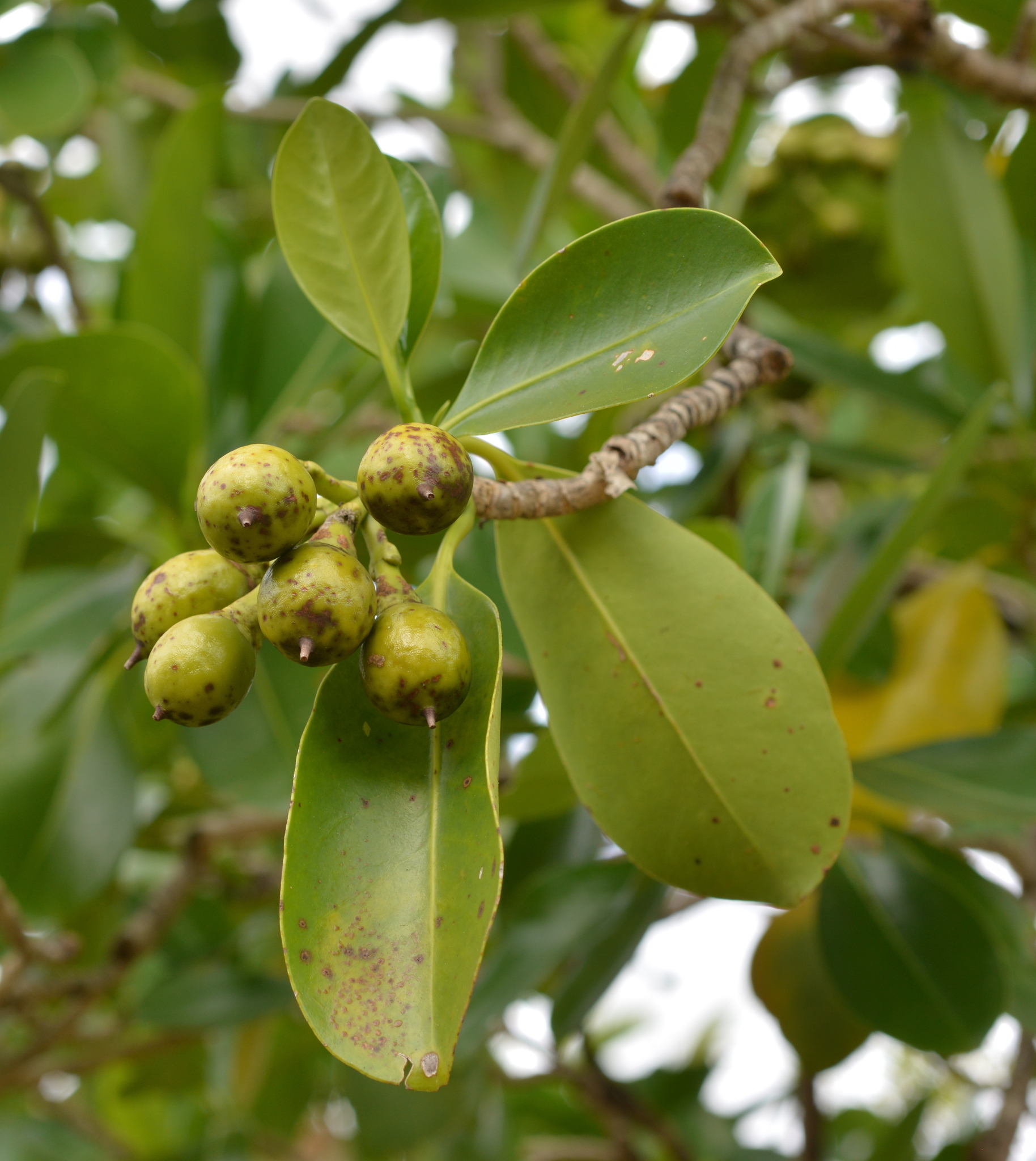 Fagraea berteroana A.Gray ex Benth.