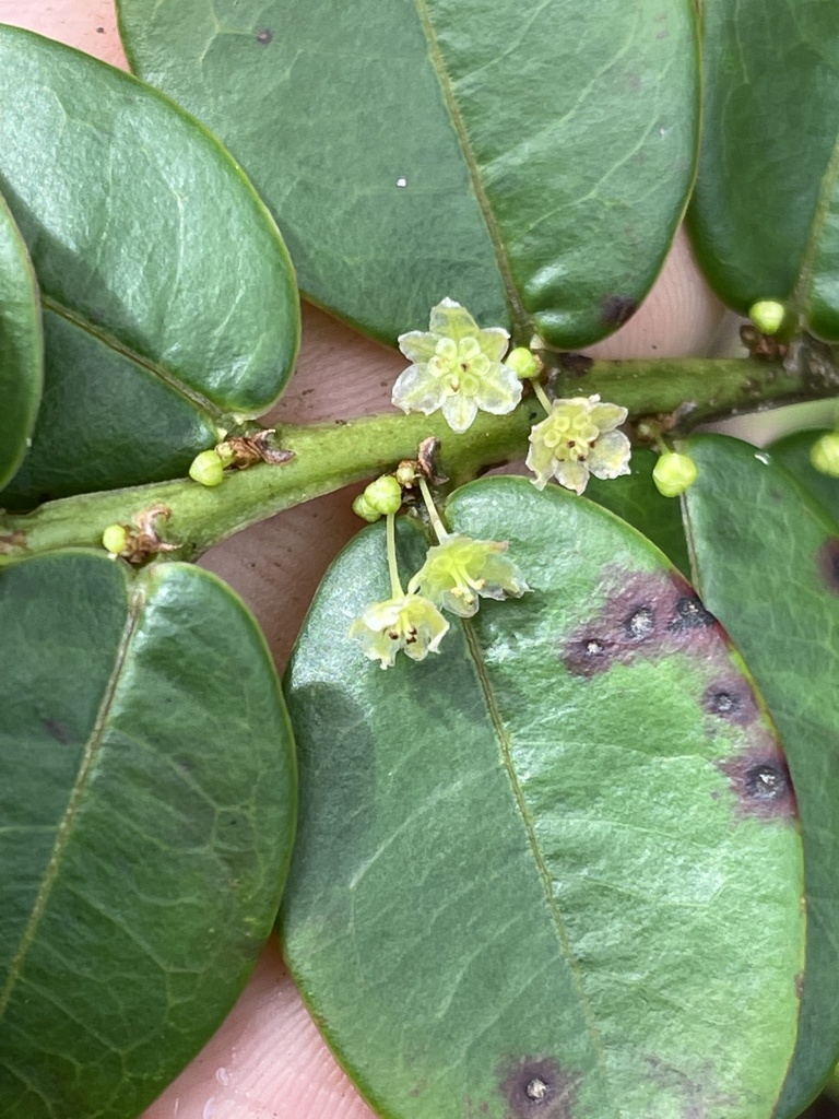 (Phyllanthus distichus) - Botanical Realm