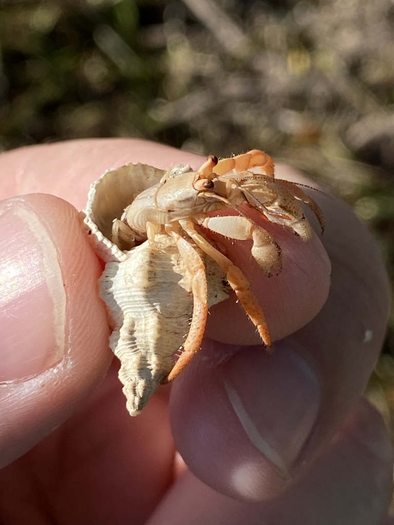 Ribbed Cantharus from Curry Hammock State Park, Marathon, FL, US on ...
