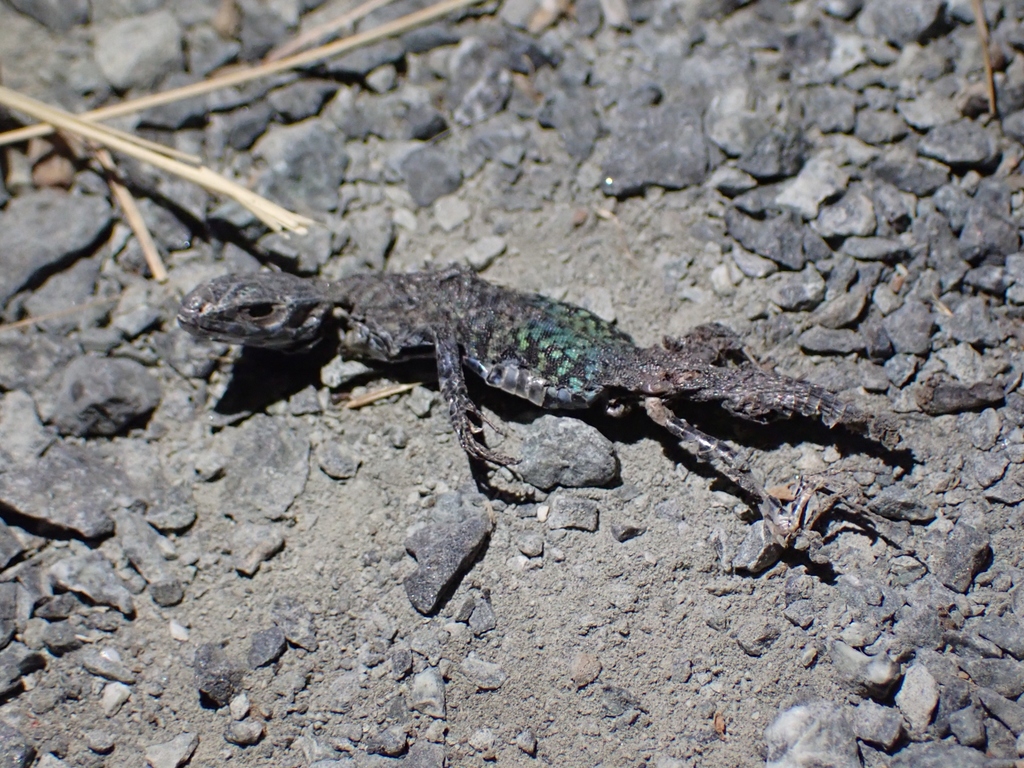 Common Wall Lizard from Capital, British Columbia, Canada on July 5 ...