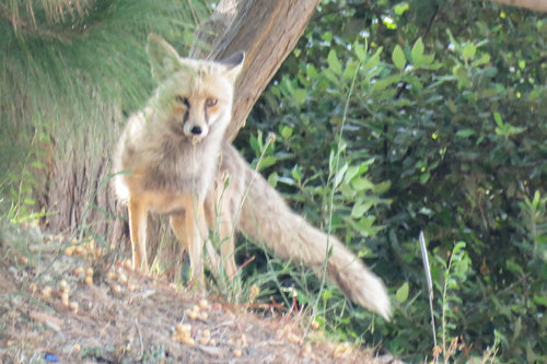 Turkmenian Red Fox (Subspecies Vulpes vulpes flavescens) · iNaturalist