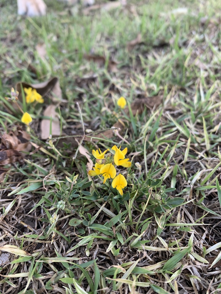 Listia bainesii from Ulrick Family Park, Southport, QLD, AU on October ...