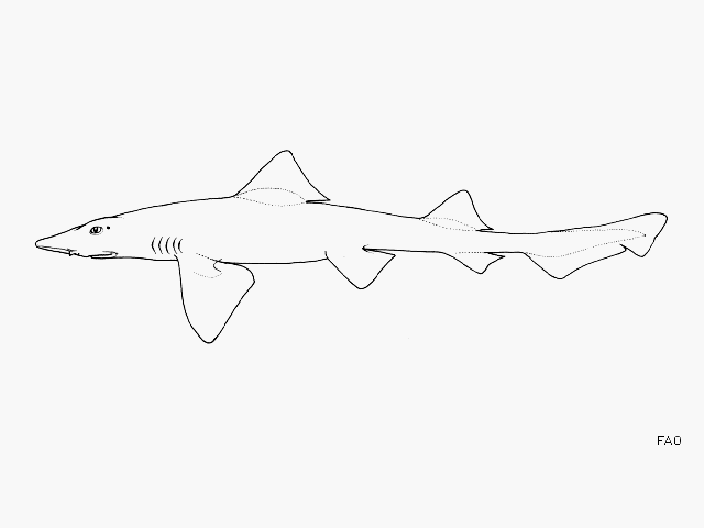 Striped Smooth-hound (Mustelus fasciatus) - Marine Life Identification