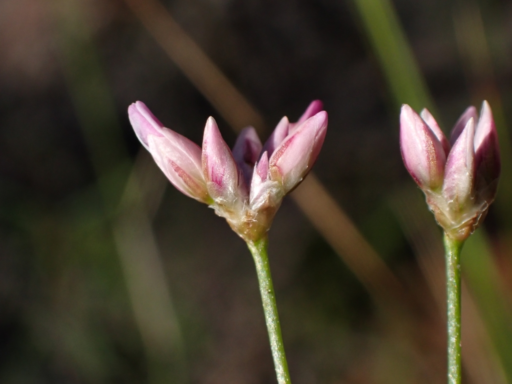 Slender Wire Lily from Mogo NSW 2536, Australia on October 6, 2021 at ...