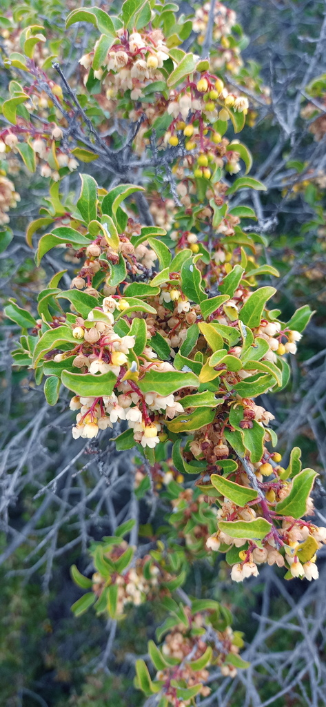 persimmon family (Ebenaceae) - Botanical Realm