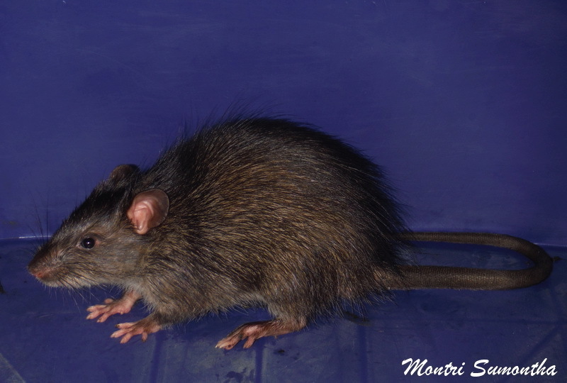 Greater Bandicoot-rat from Bang Rin, Mueang Ranong District, Ranong ...