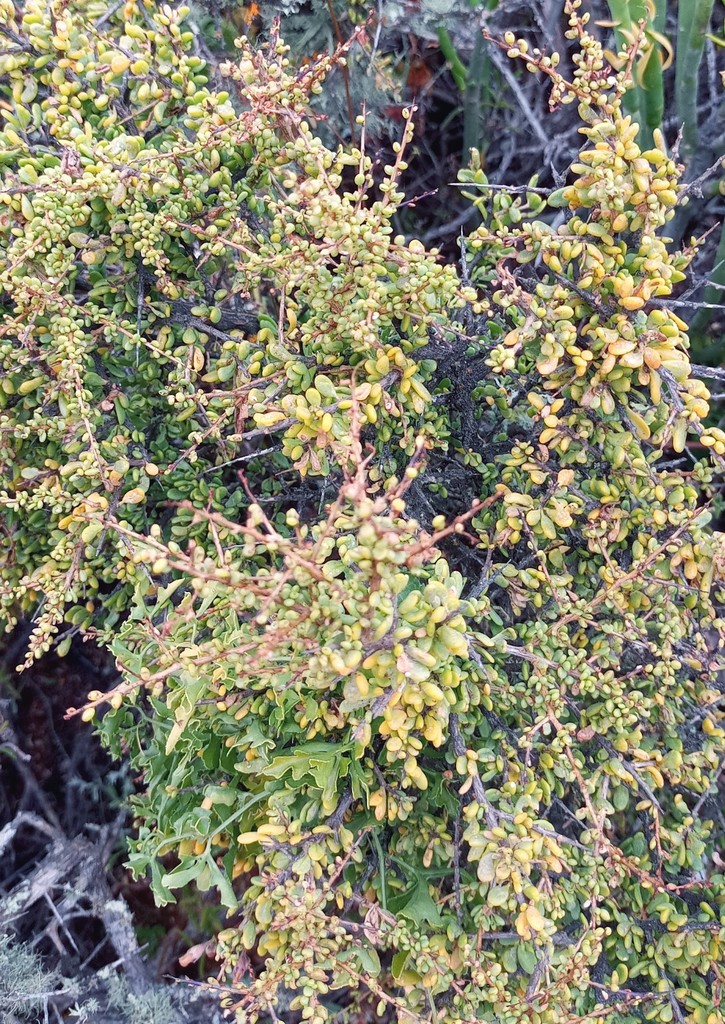 boxthorns from Cape Winelands, South Africa on September 27, 2021 at 10 ...