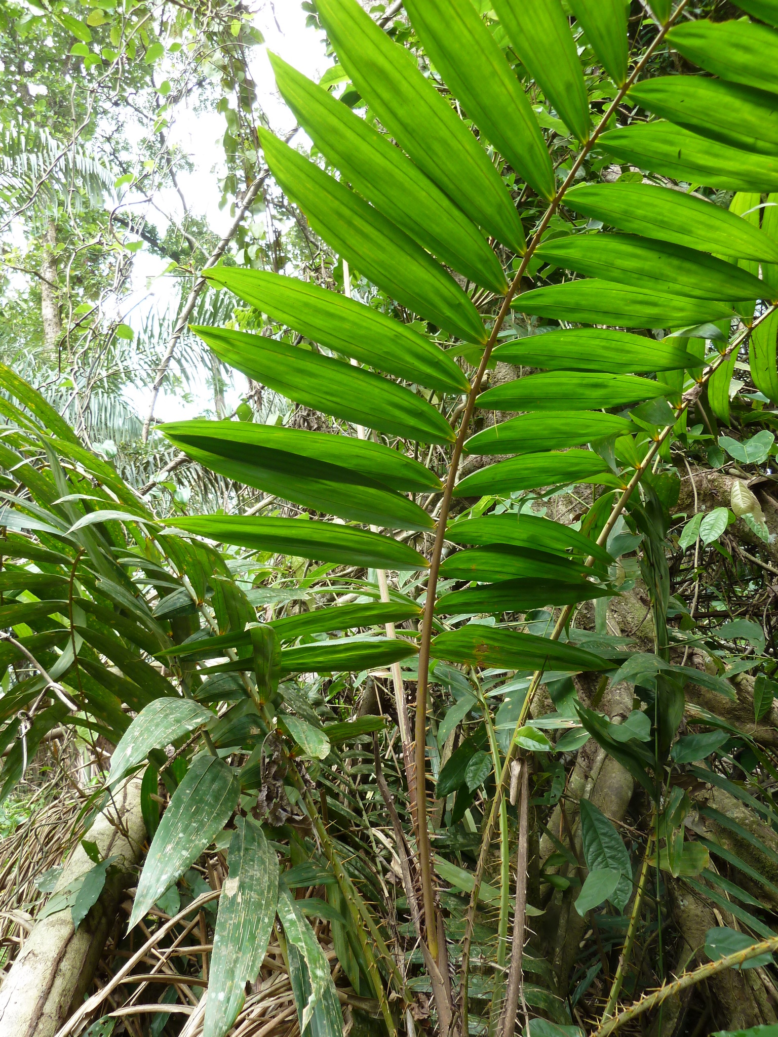 Laccosperma (G.Mann & H.Wendl.) Drude