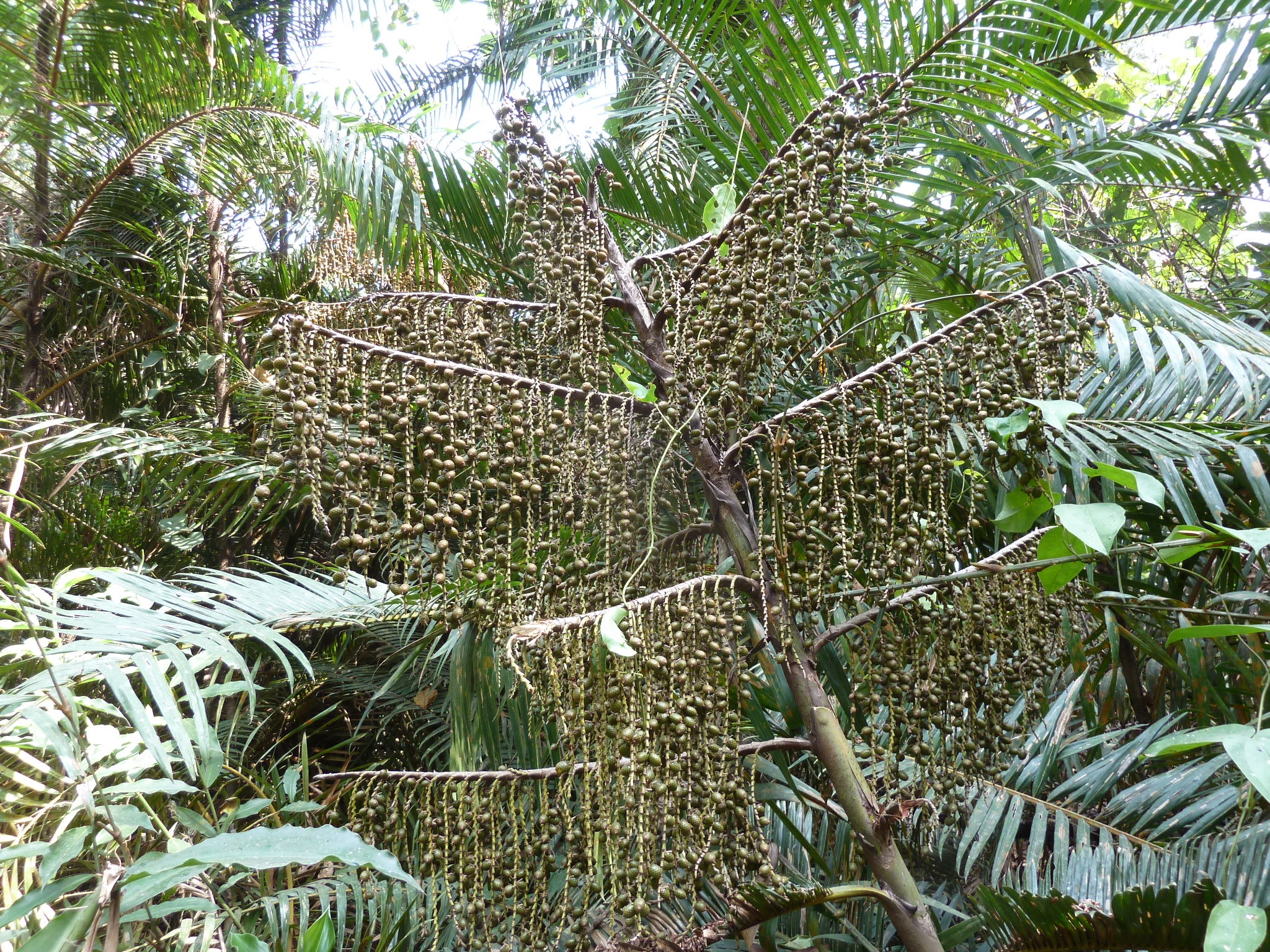 Laccosperma (G.Mann & H.Wendl.) Drude