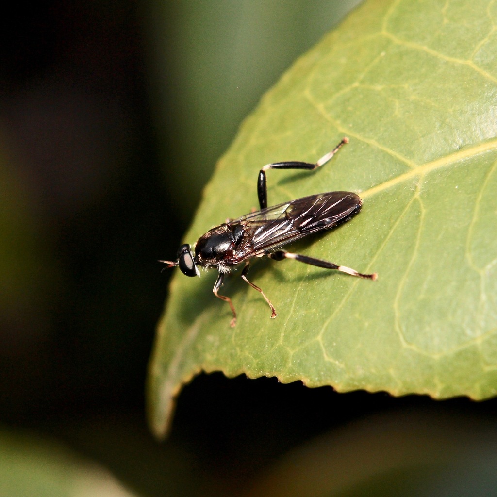 Garden soldier fly from Red Cliffs VIC 3496, Australia on October 06 ...