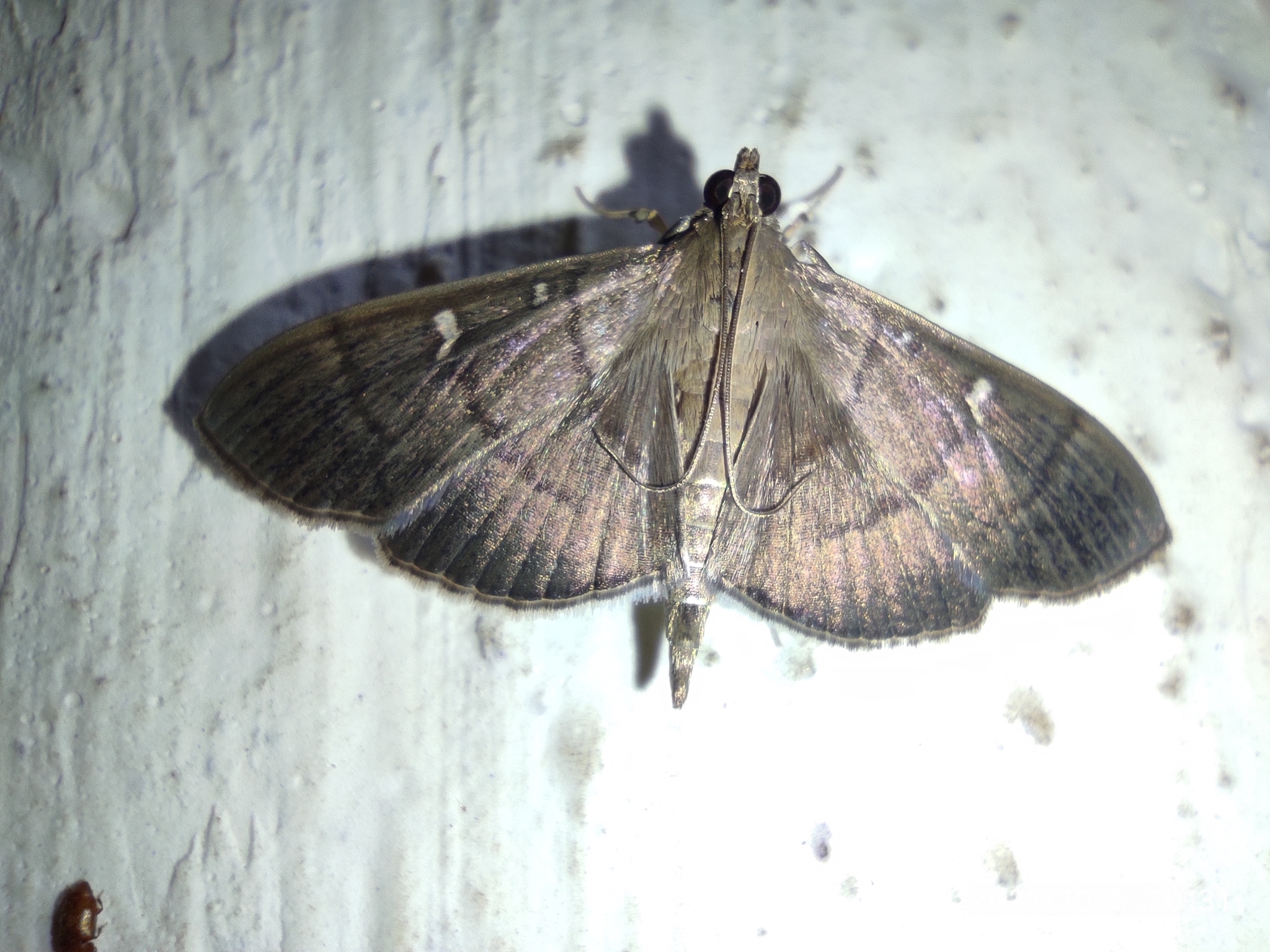 Pramadea Moore, 1888