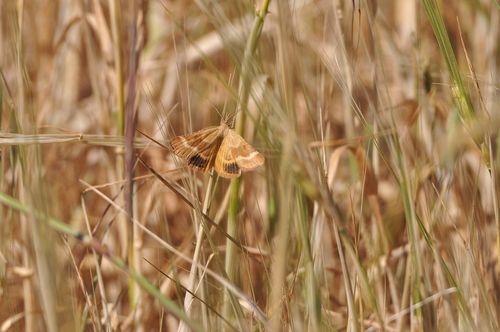 Synaphe uxorialis · iNaturalist