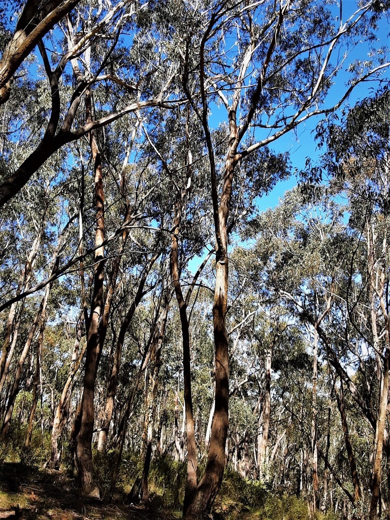 myrtle family from Hartley NSW 2790, Australia on October 6, 2021 at 02 ...