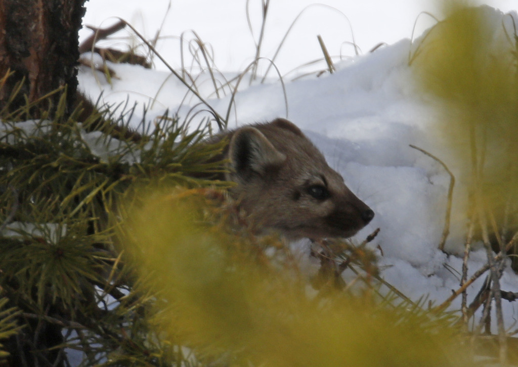 Pacific Marten from Jackson County, CO, USA on April 22, 2018 at 10:38 ...