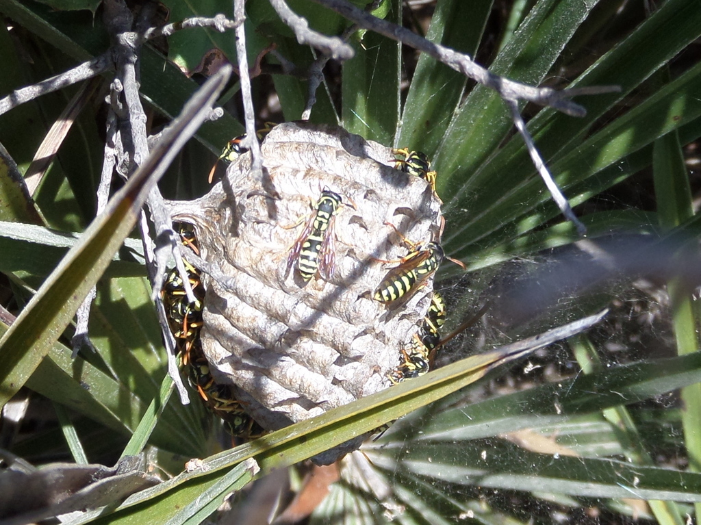 French Paper Wasp from 8400 Lagoa, Portugal on October 02, 2021 at 11: ...